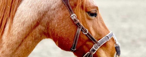 Seitengänge Pferd! Spielend leicht trainieren