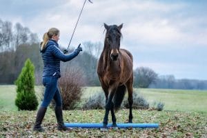 Seitengänge Pferd! Spielend leicht trainieren