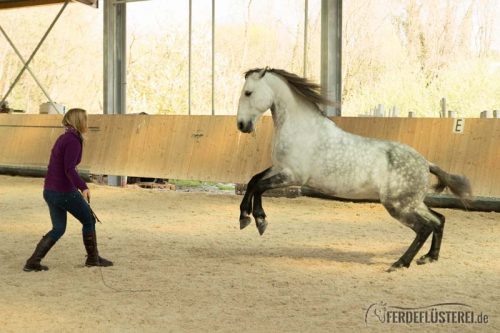 Seitengänge Pferd! Spielend leicht trainieren