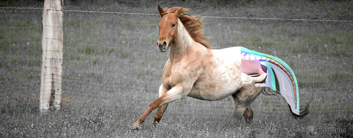 Pferdeanatomie erklärt! Der Pferdeschweif und was er alles erzählen kann