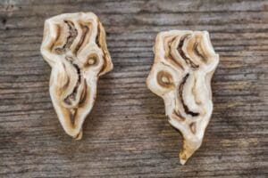 Was die Pferdezähne im Körper machen und wie du sie richtig pflegen kannst