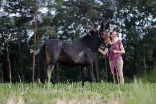 Trendtier? Was das Muli alles kann