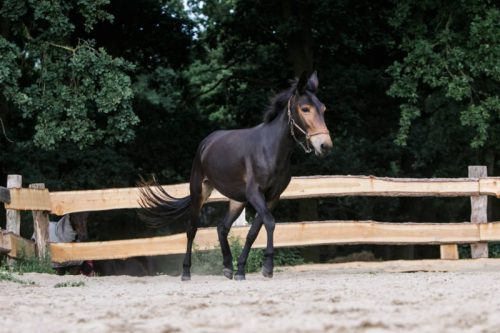 Trendtier? Was das Muli alles kann