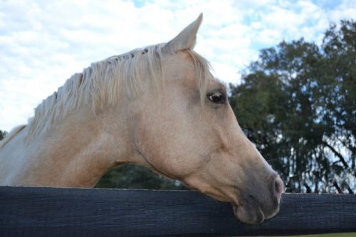 Das ABC der Fellfarben beim Pferd! Von bis A wie Apfelschimmel bis P ...