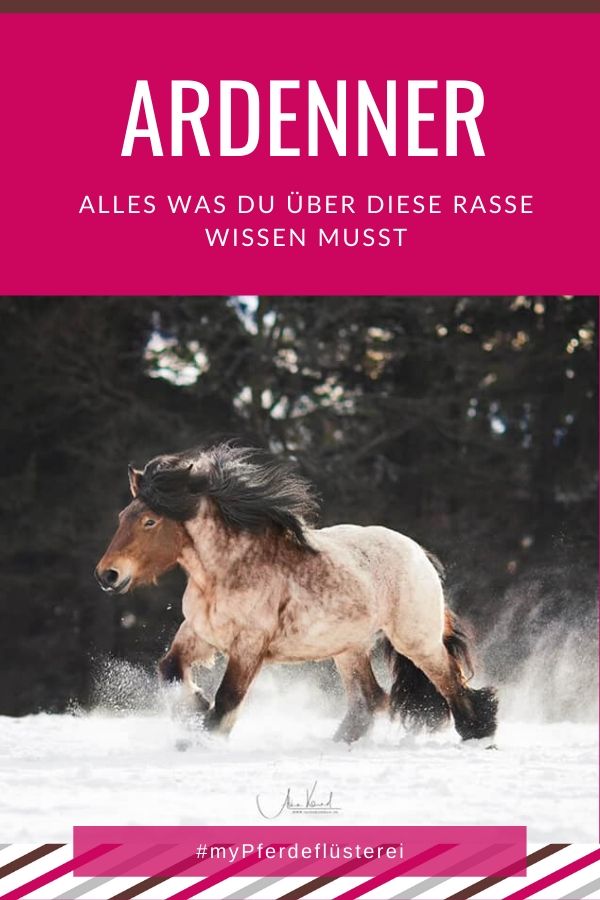 Ardenner » Pferdeflüsterei - dein pferdefreundlicher Shop & Blog