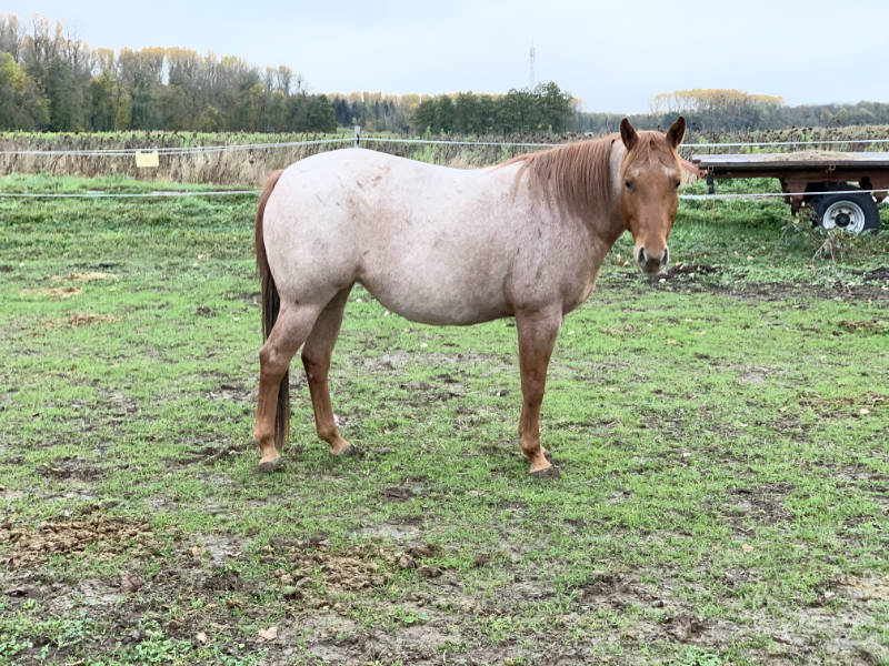 Dickes Pferd! Was du wirklich tun kannst damit dein Pferd abnimmt