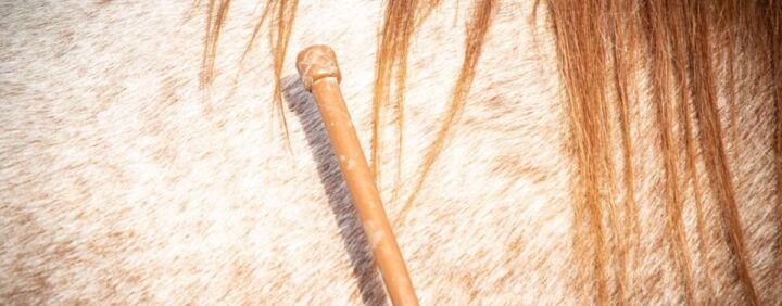 Gerte und Pferd! Wie du die Gerte richtig anwendest