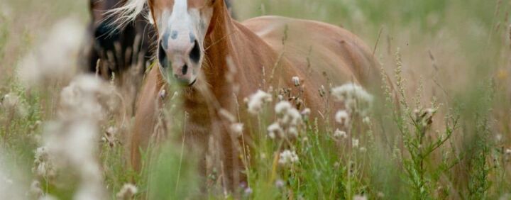 Herbstgrasmilben! Wie du dein Pferd schnell wieder gesund pflegst
