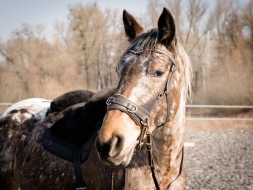 Seitengänge Pferd! Spielend leicht trainieren