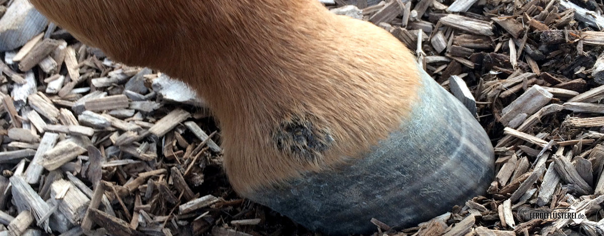 Achtung Mauke! Richtig behandeln und vorbeugen
